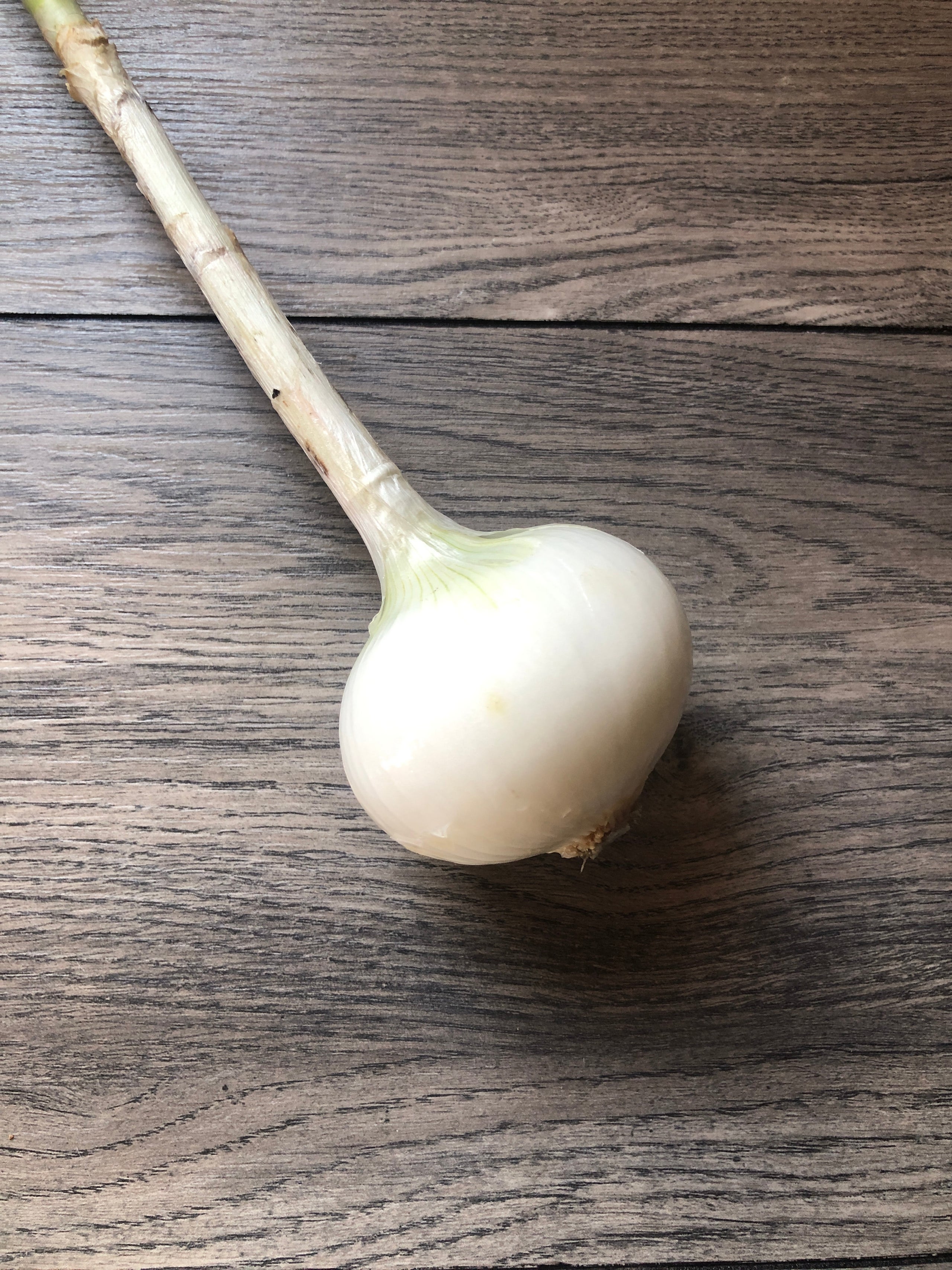 Spanish White Spring Onions | Wind Dancer Farm